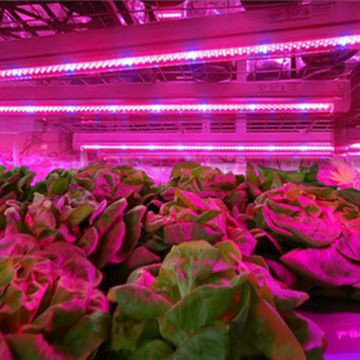 SMD 2835  Led Indoor Garden Lights For Flower / Vegetable , 6-8m Sensor Distance