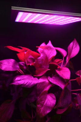 Energy Efficiency Hydroponic Led Grow Lights For Indoor Gardening Alluminum Material