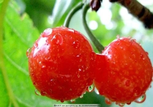 Natural Extract Acerola Cherry Powder Prunus Pseudocerasus Lindl Adding Natural Color