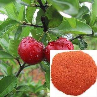Natural Extract Acerola Cherry Powder Prunus Pseudocerasus Lindl Adding Natural Color