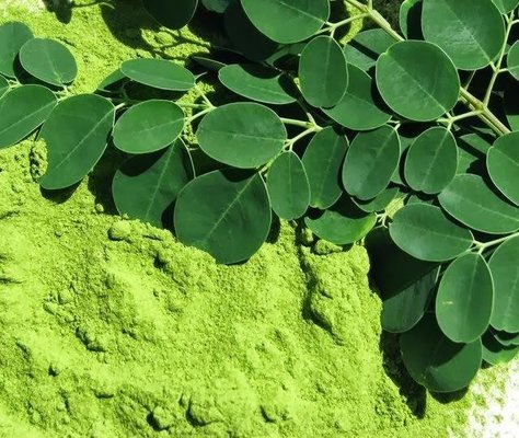 Moringa Leaf Powder Trifolium Pratense L As Potent Antitubercular And Used To Cure Liver Diseases