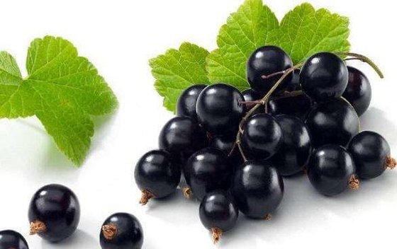 High Purity Powder Black Currant Fruit Powder Ribes nigrum L. Improving Human Immunity