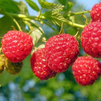 Raspberry Fruit Juice  Powder Pure Fructus Rubi  Enhances The Immune System