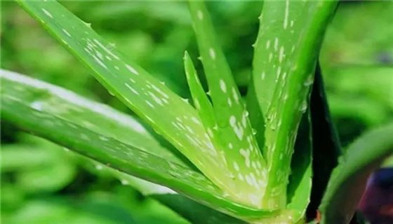 Nature Extract Aloe Extract Natural herb powder Aole Extract CAS No21967 41 9
