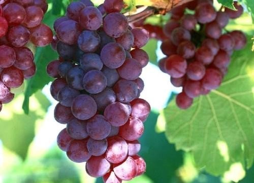 Nature Plant Extract Grape Seed Extract OPC Organic Pure Heral Extract