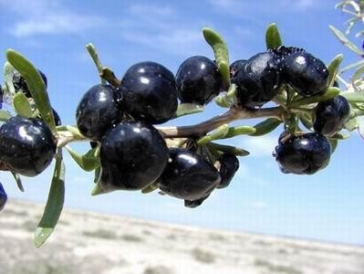 Wild Herbal Black Wolfberry Fruit Juice Powder Lycium Ruthenicum Murr