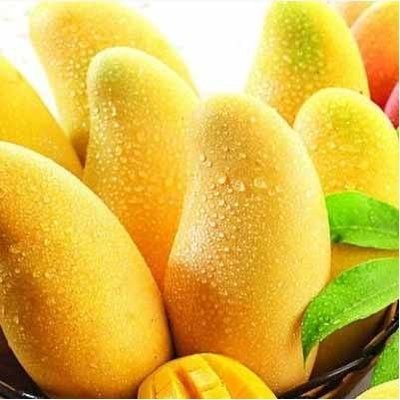 Plant Extract Mango Powder /  Mangifera Indica L Use For Solid Beverage, Mixed Fruit Juice Drinks