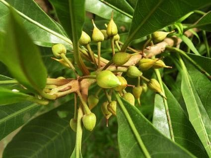 Herbal Ingredients Passion Fruit Powder Passiflora Caerulea L Pure Nature