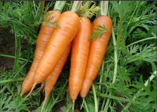 Wild Herbal Carrot Fruit Juice Powder Daucus Carota Var.Sativa Beneficial To Health