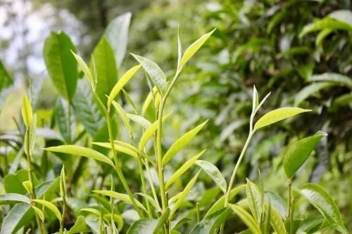 Plant Extract Pu'er Tea Powder Camellia Sinensis Var. Assamica Pure Plant