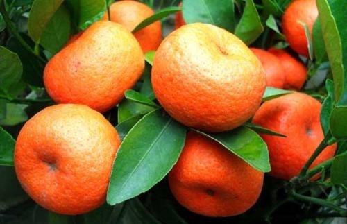Organic Nature Orange Fruit Powder Citrus Reticulata Herbal Extract