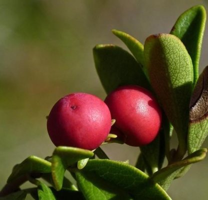 High Specification Alpha Arbutin Botanical Powder Used In Medicine And cosmetics