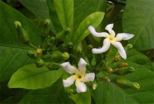 Vinpocetine Botanical Powder Prevention And Treatment Of Cerebral Arteriosclerosis
