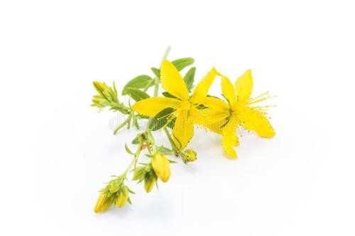 St John's Wort Extract Hypericum perforatum L.Plant Extract Powder Hypericins