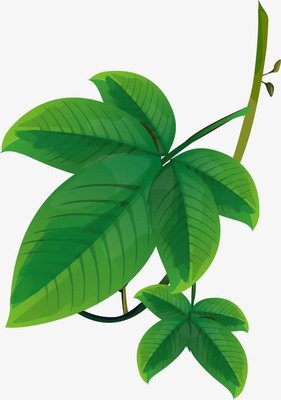 Gynostemma Pentaphylium Plant Extract Powder Gypenoside Pure Nature Powder