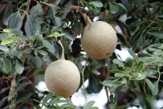 Pure Nature Plant Extract Helicidum Extract  Buchanania latifolia CAS 80154 34 3