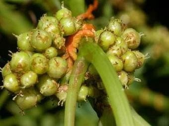 Cuscuta Seed Extract Powdered Herbal Extracts Herbal Ingredients
