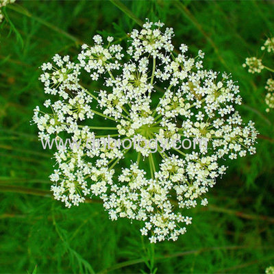 Cnidium Extract Herbal Extract Cnidium monnieri（L.）Cuss.
