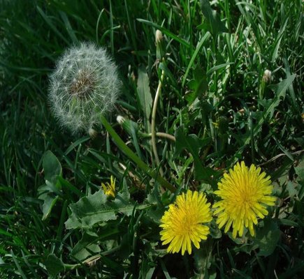 Herbal Ingredients Dandelion Extract Clearing Away Heat Toxic Substances