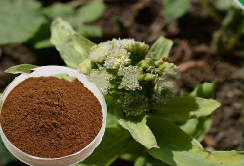 Butterbur Extract Powdered Herbal Extracts Petasites Hybridus L Plant Extract