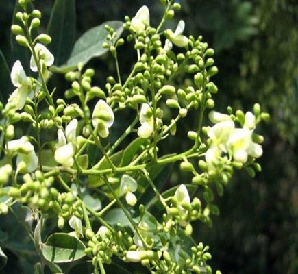 Quercetin Sophora japonica Ait. Plant Extract Powder Cas 6151 25 3 