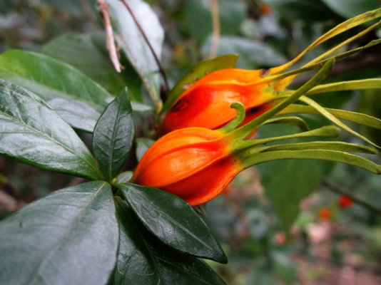 100% Nature Plant Extract Gardenia Jasminoides Ellis Extract /Gardenia Jasminoides Ellis CAS 1934 20 9