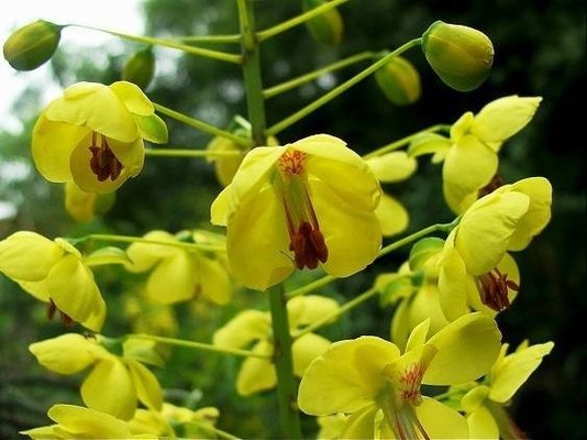 Cassia Nomame Plant Extract Powder Cortex Cinnamomi Natural Herb Powder