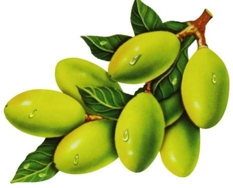 Olive Leaf Plant Extract Powder Oleuropein CAS 32619 42 4 Olea Europaea L.
