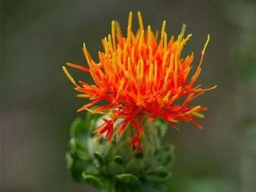 Safflower Plant Extract Powder Carthamus Tinctorius L. CAS 52 981 1