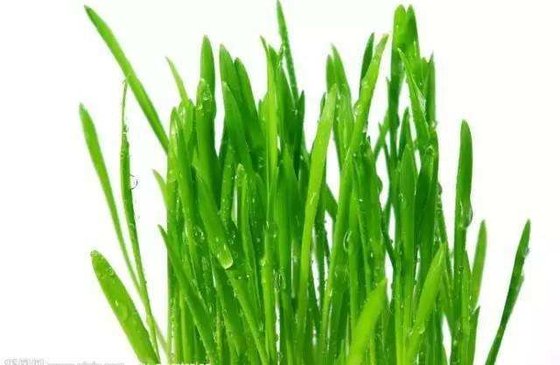 Wheat Grass Powdered Herbal Extracts Triticum Aestivum L Natural Ingredients