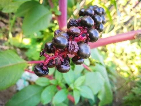 ISO Standard Natural Poke Root Extract / Phytolacca Americana Extract Powder