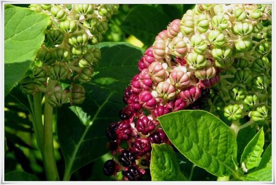 ISO Standard Natural Poke Root Extract / Phytolacca Americana Extract Powder