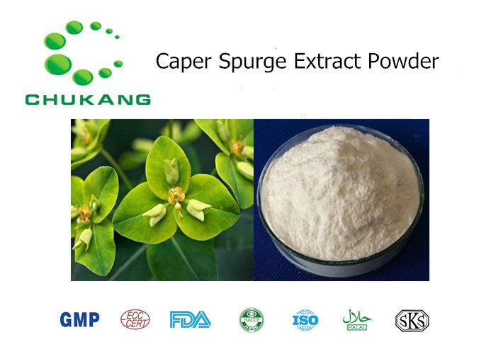Food Field Herbal Powder / Caper Spurge Extract For Treating Edema And Eliminate Blood Stasis