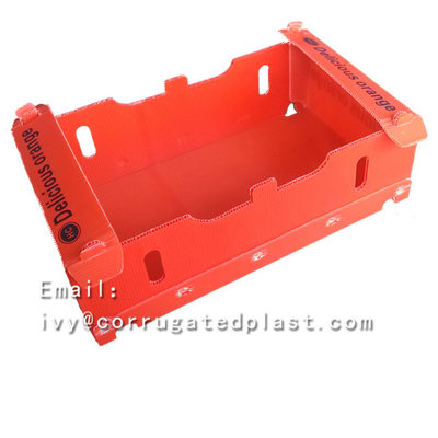 Vegetable & Fruit PP Corrugated Plastic Packaging Box