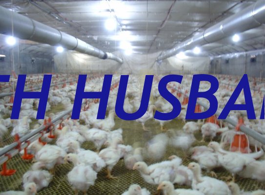 chicken breeding machine