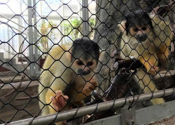 Monkey cage, animal cage, cable cage-stainless steel rope mesh