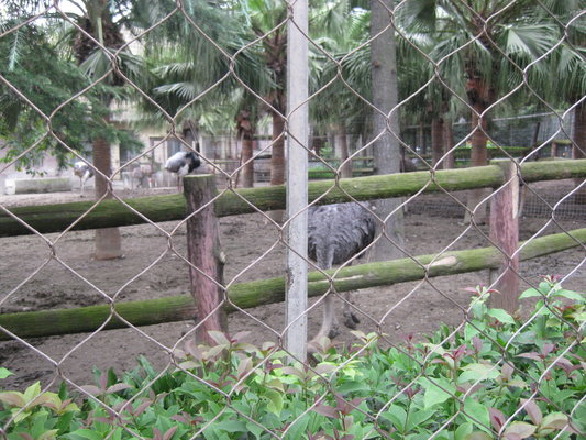DEER ENCLOSURE MESH