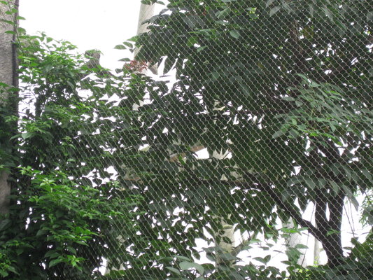 DEER ENCLOSURE MESH