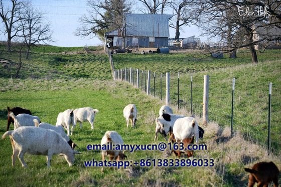 Estimated Costs for Livestock Fencing,sheep wire fence ,cow fence ,cheaper ,manufacture ,nice price