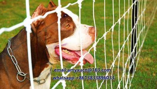 chicken wire fence, rabbit wire fence, horse wire fence, dog wire fence for sale