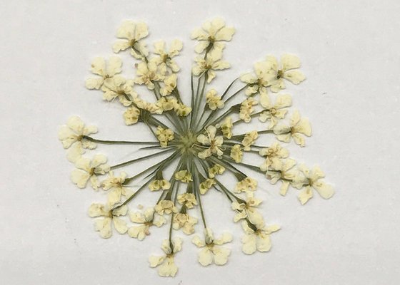 White Lace Dried Pressed Flower Diameter 1.5-2.5CM Plant Material For DIY Holiday Gift