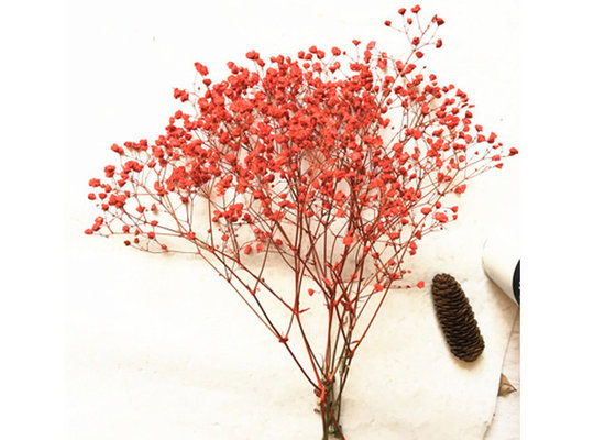 Decorative Pressed Wedding Bouquet , Dried Flower Bouquet True Plant For Dining Room
