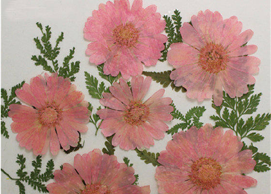 Calendula Pressed Dried Flower Art Diameter 4 - 6 CM Natural Plant For Wedding