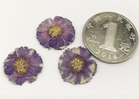 Beauty Small Dried Flowers Diameter 1.5CM Color Optional For Necklace Ornament