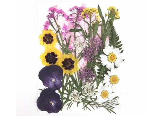 Raw Material DIY Dried Flowers , Long Dried Flowers For Art Painting Decoration