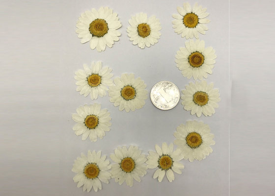 True Specimen Real Pressed Flowers Diameter 3CM For Christmas Card Gift