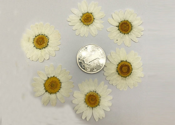 True Dried White Flowers , Dried Daisy Flowers For Mother'S Day Present