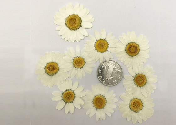White Large Pressed Flowers , Framed Dried Flowers For Home Christmas Decorations