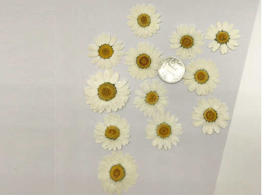 Daisy Real Dried Flowers 3 CM Diameter Raw Material For DIY Necklace Decoration