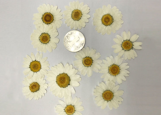 Colorful Pressed Flower Arrangements Size 3 CM For Wedding Gift Decoration